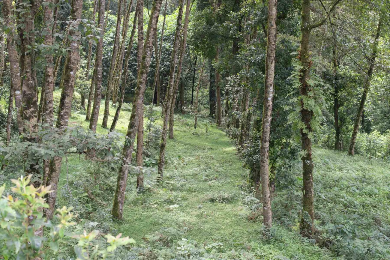 RHENOCK: THE FIRST HALTING STATION ON THE SILK ROUTE — Sikkim Project