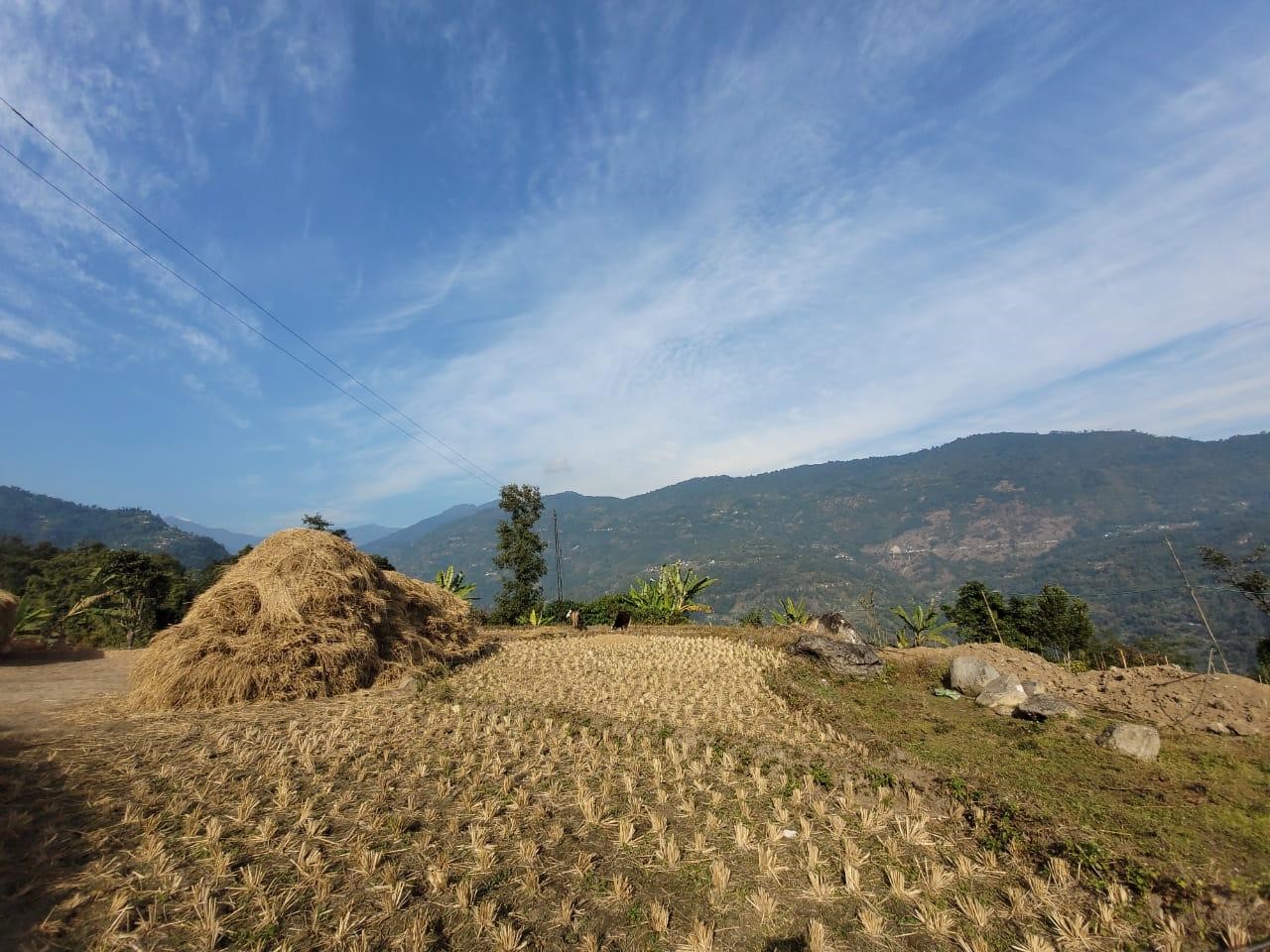 THE FERMENTED FOOD CULTURE OF SIKKIM — Sikkim Project