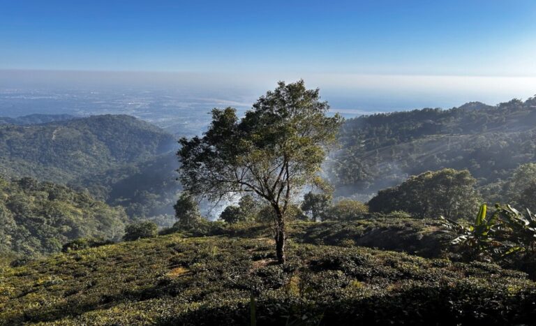 TEA ESTATES TO TEA TOURISM: DARJEELING’S CHANGING LANDSCAPE — Sikkim ...