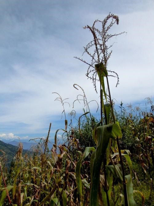 A WALK ACROSS SEPI: THE INTERTWINED LIVES OF HUMANS AND WILDLIFE ...